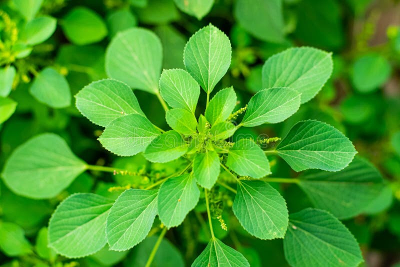 2,854 Nettle Tree Stock Photos - Free & Royalty-Free Stock Photos from ...