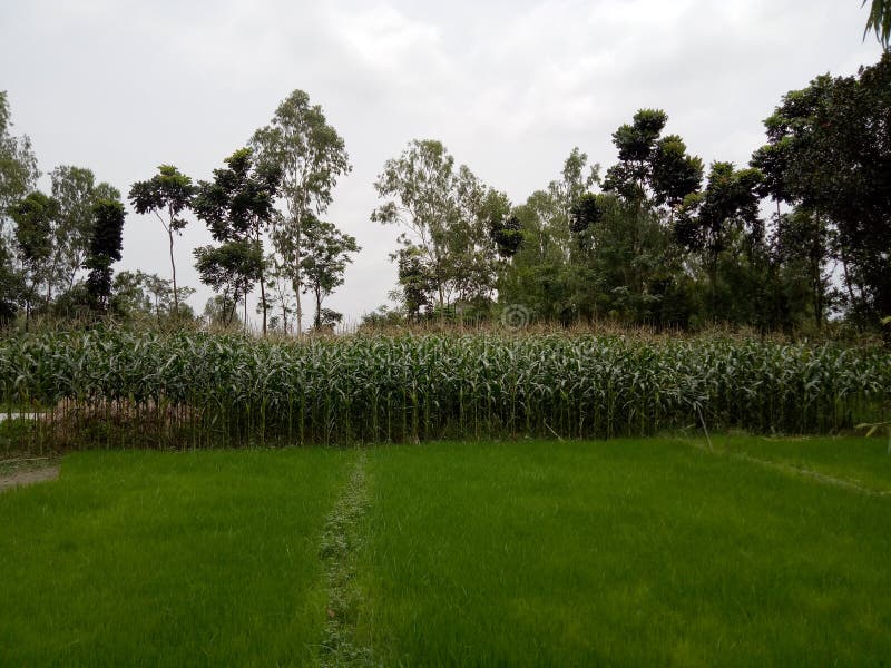 Cron stock image. Image of plant, farm, tree, nature - 23068869