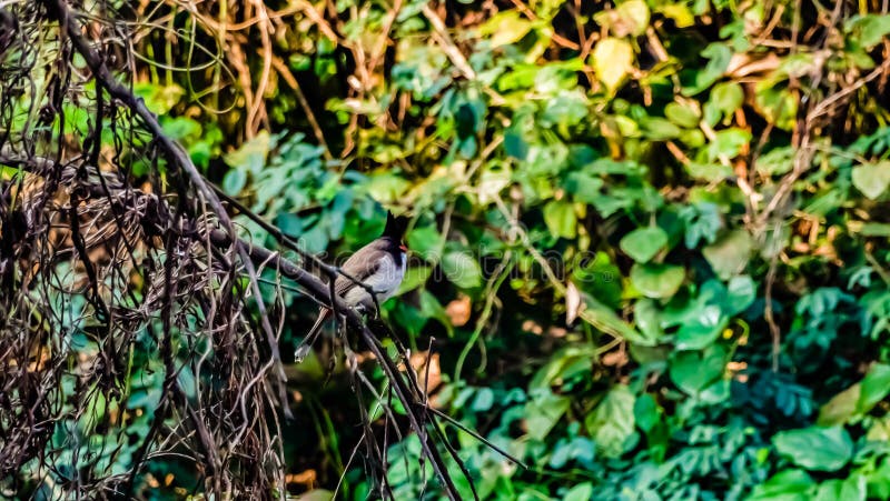 Indian Nightingale Bird