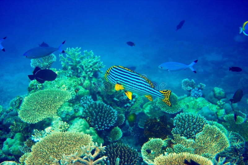 Indian Ocean. Fishes in Corals Stock Image - Image of smooth, life ...