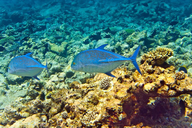 Indian Ocean. Fishes in Corals Stock Image - Image of dreams, color ...