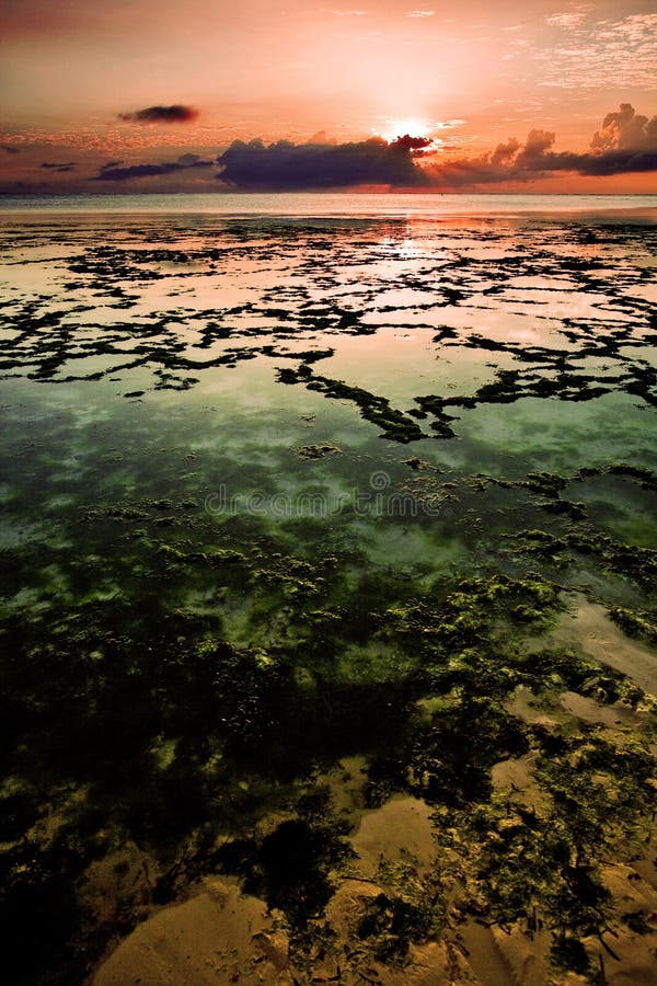 Indian Ocean at Dawn Off the Coast of Zanzibar Stock Photo - Image of ...