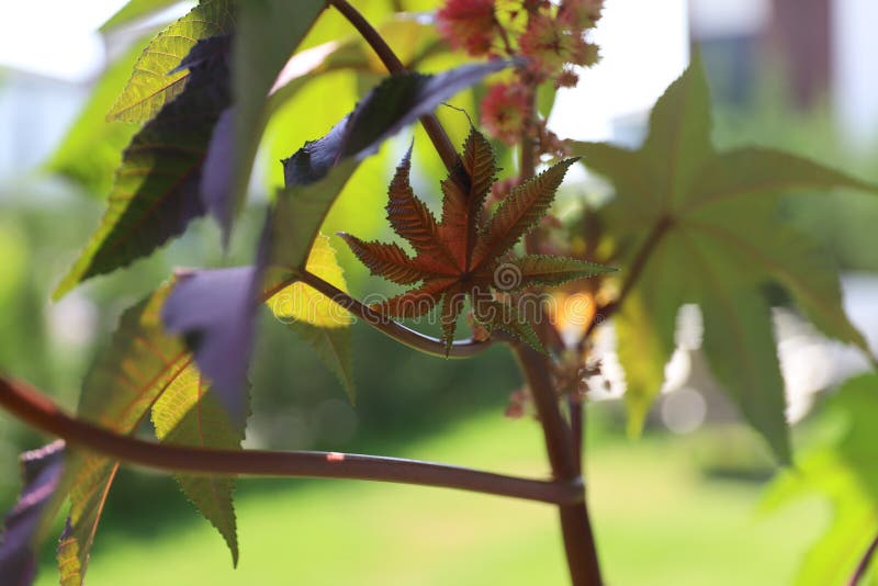 Indian Oil Plant Tree in the Garden Stock Photo - Image of autumn ...
