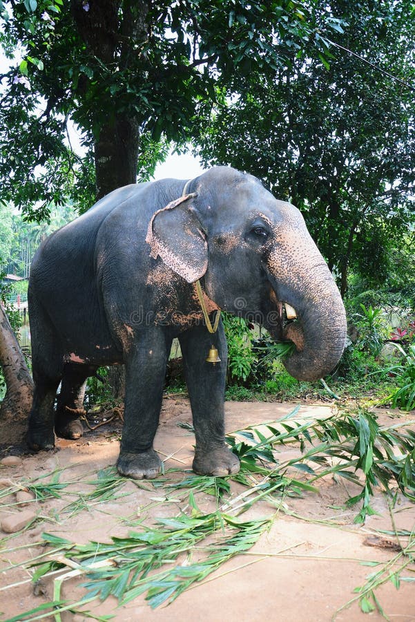 Indian Old Elephant from Goa Village Stock Photo - Image of indian ...