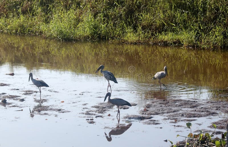 Indian Open Bill Storks stock photo. Image of spoonbill - 302856486