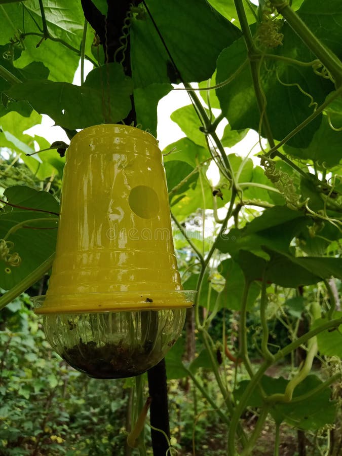 In Organic Farming, Pheromone Traps are Using for Killing Fruit Fly ...