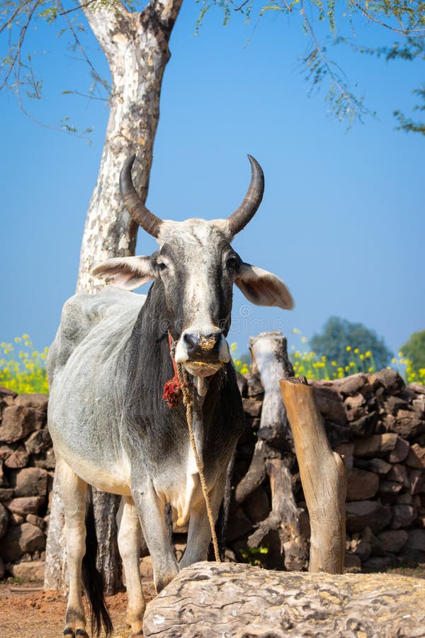 Indian ox on a farm. stock image. Image of field, husk - 218933627