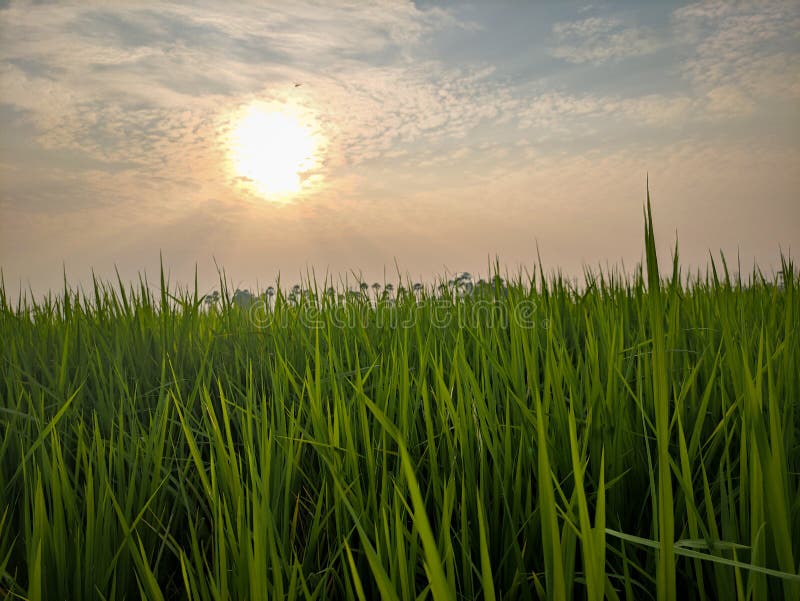 Indian Paddy Field during Sunset Stock Image - Image of indian, paddy ...