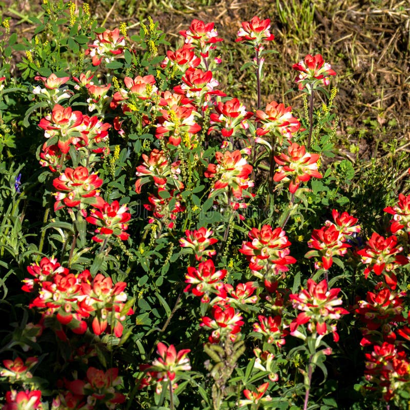 Indian Paintbrush in a Meadow in Texas Stock Photo - Image of country ...