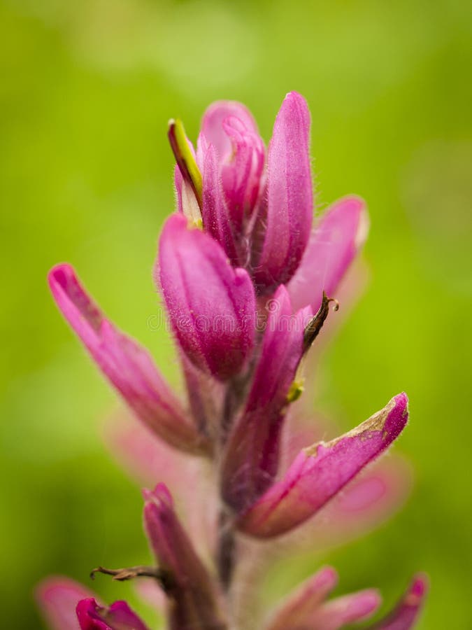 Indian paintbrush stock image. Image of soils, fire, summer - 25652559