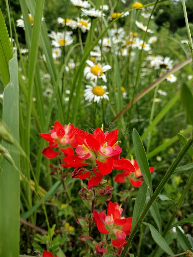 Indian Paintbrush Dipped in Red Stock Image - Image of shrub, garden ...