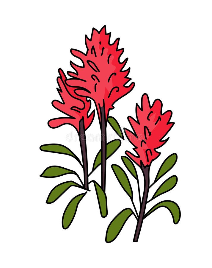 Indian Paintbrush Flower Illustration Vector Isolated Stock Vector ...