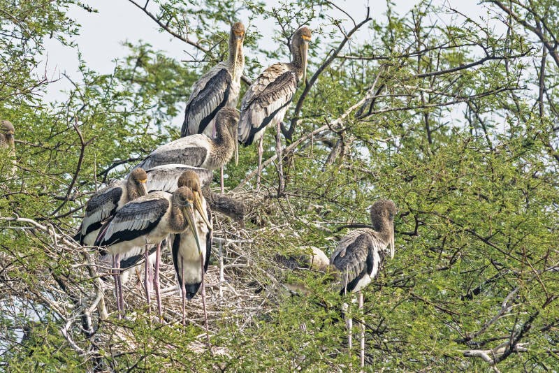Indian painted storks stock image. Image of juveniles - 65972955