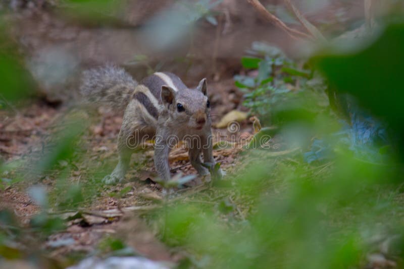 The Indian Palm Squirrel Also Known As the Chipmunk on the Ground Stock ...