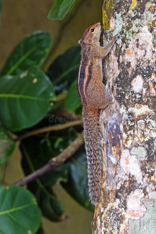 Indian Palm Squirrel Crawling on a Tree in Natural Habitat Stock Photo ...