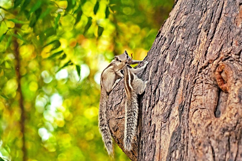 Indian Palm Squirrel (Funambulus Palmarum) Stock Image - Image of brown ...