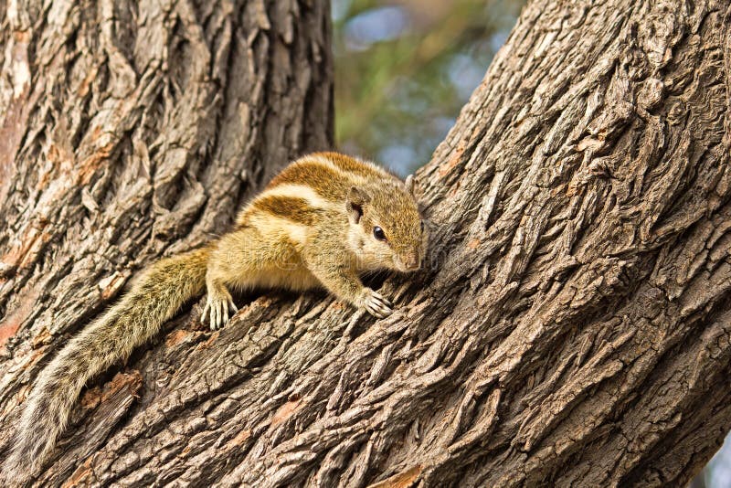 Indian Palm Squirrel (Funambulus Palmarum) Stock Photo - Image of ...