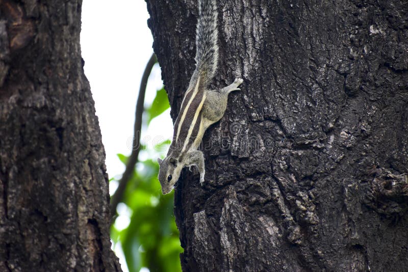 Indian palm squirrel stock image. Image of funambulus - 244957473