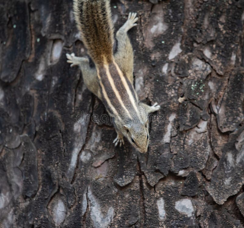 Indian Palm Squirrel or Three-striped Palm Squirrel or Chipmunk ...