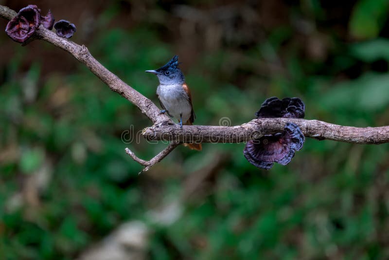 Indian Paradise Flycatcher stock image. Image of canopied - 259888985