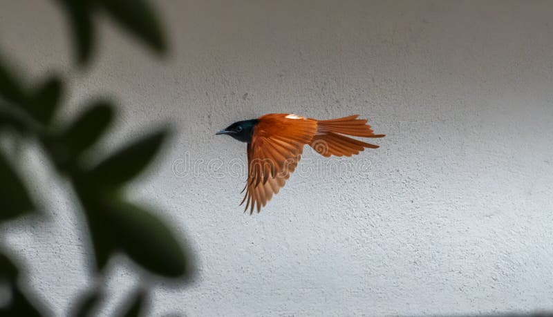 Indian Paradise Flycatcher Bird in Flight Against a White Wall Stock ...
