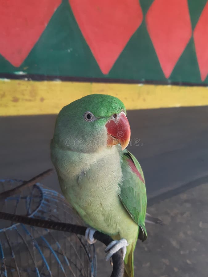Indian Parakeet stock image. Image of wildlife, wing - 205119289