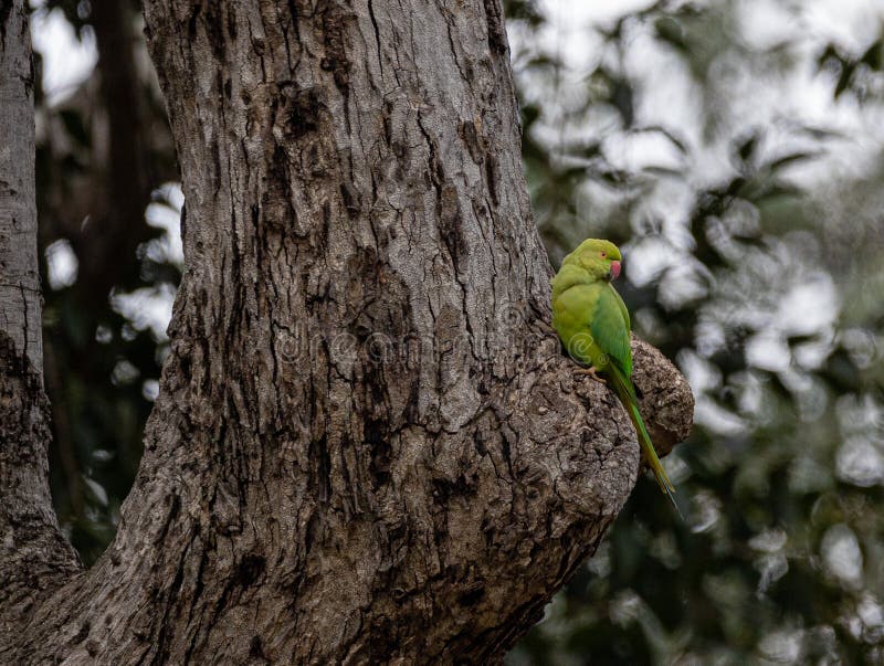 Indian parakeet nesting stock photo. Image of tree, nesting - 198883288