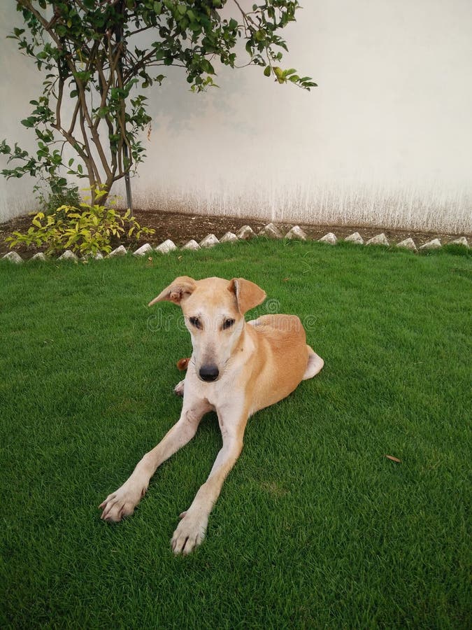 Indian Pariah Dog Desi Dog or Indian Native Dog Stock Image - Image of ...