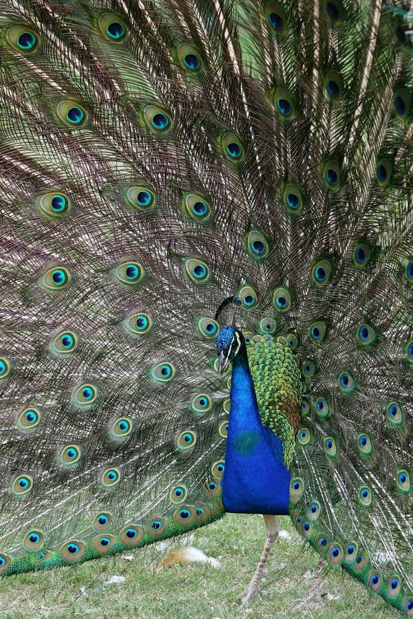 Beautiful Male Indian Peacock Stock Image - Image of decorative, beak ...