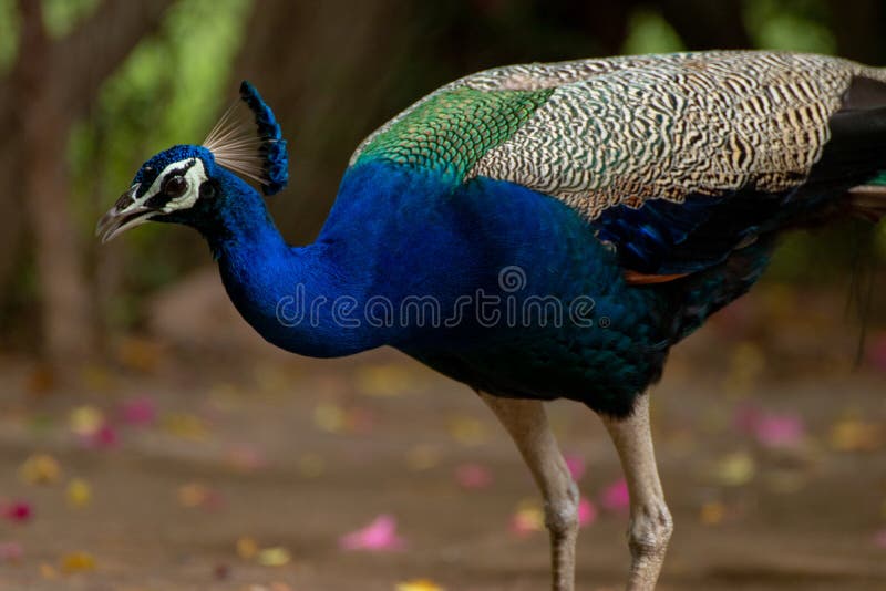 Indian Peacock Bird stock photo. Image of large, bird - 122084760