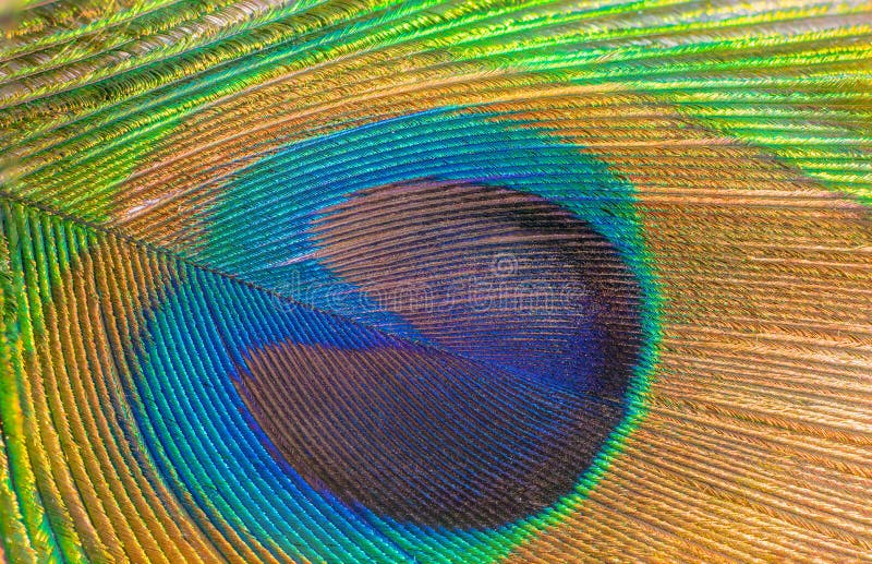 Indian Peacock Colorful Tail Textures and Patterns Stock Image - Image ...