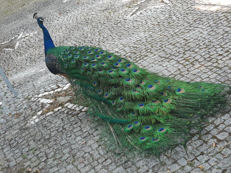 Indian PeacockÂ displaying Its Train Stock Photo - Image of quail ...