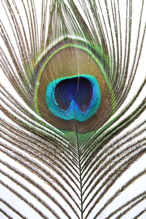 Indian Peacock Feather stock photo. Image of nature, colorful - 18543194