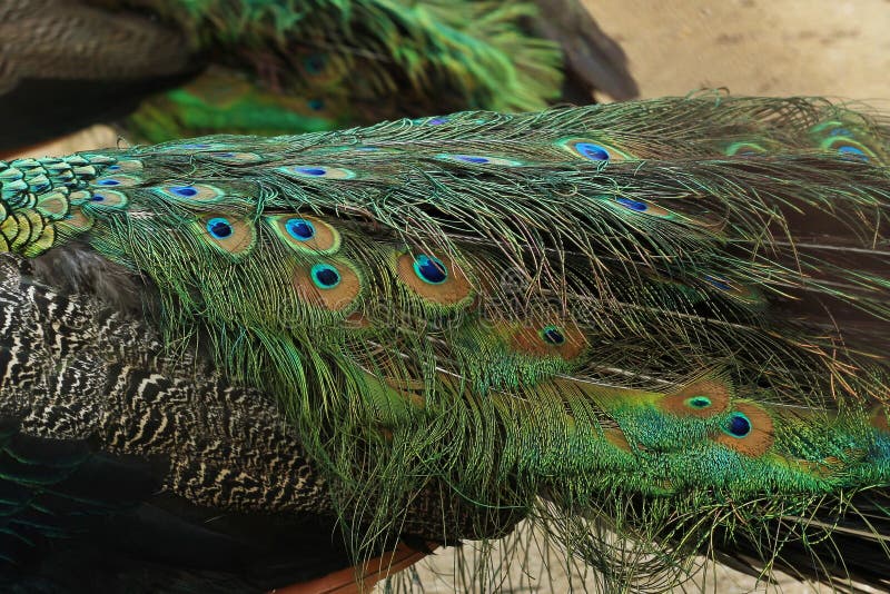 Indian peacock feather stock image. Image of indian, plumage - 80731321