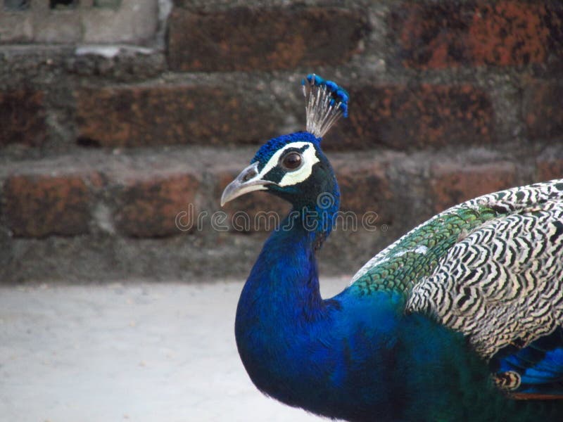 Indian Peacock, front view stock photo. Image of front - 95665130