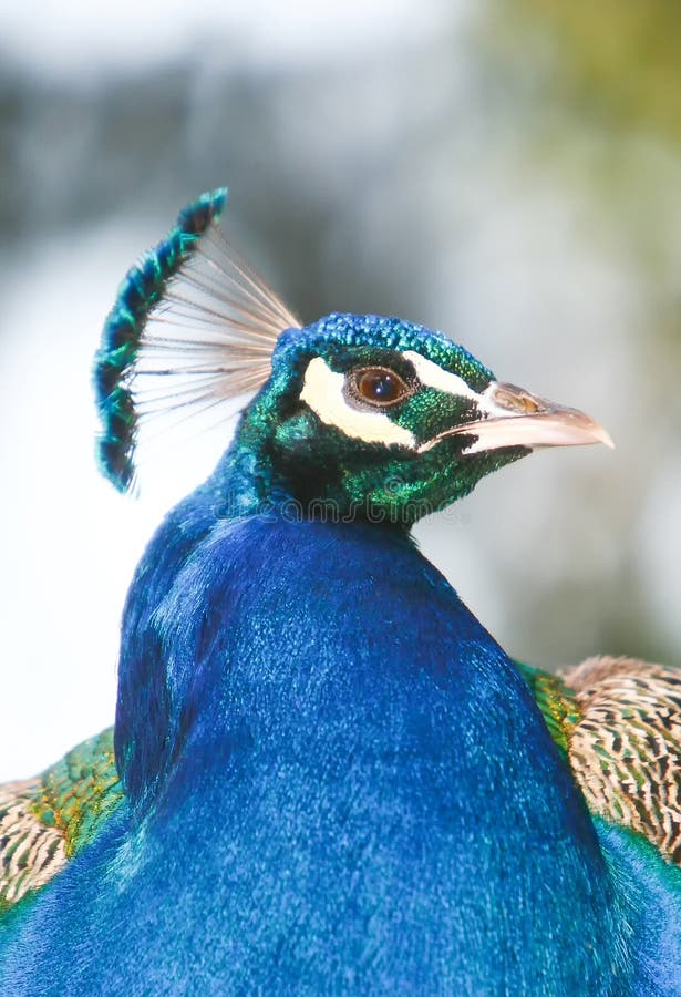 Indian peacock stock image. Image of head, depth, peafowl - 155354163