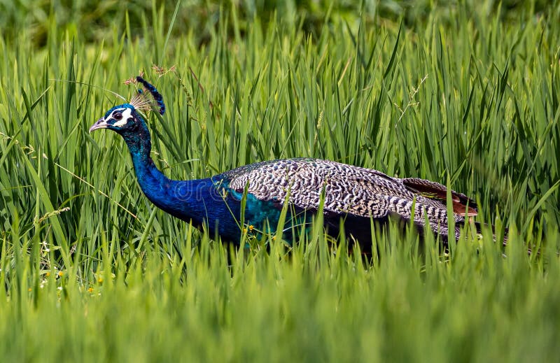 Indian peacock on hunt stock image. Image of indian - 199164387