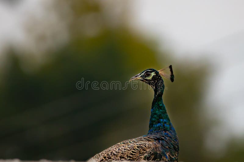 Indian peacock hunting stock photo. Image of bird, yellow - 198100944