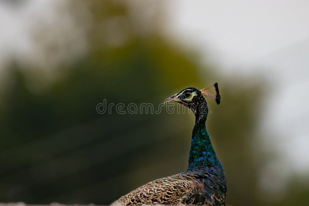 Indian peacock hunting stock photo. Image of bird, yellow - 198100944