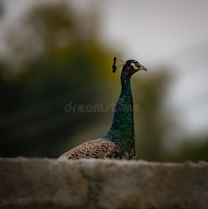 Indian peacock hunting stock photo. Image of wing, insect - 198100964