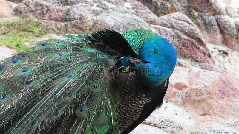 Indian Peacock Preening Beautiful Feather Stock Video - Video of ...