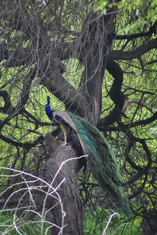 Indian Peacock Sitting on Tree Stock Photo - Image of blue, pavo: 254952164