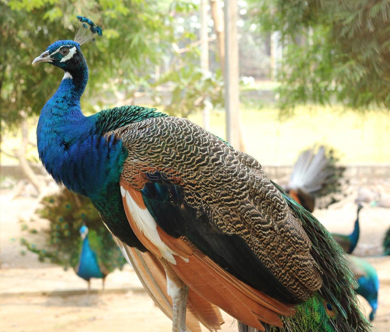 Indian peacock species stock photo. Image of blue, green - 80731746