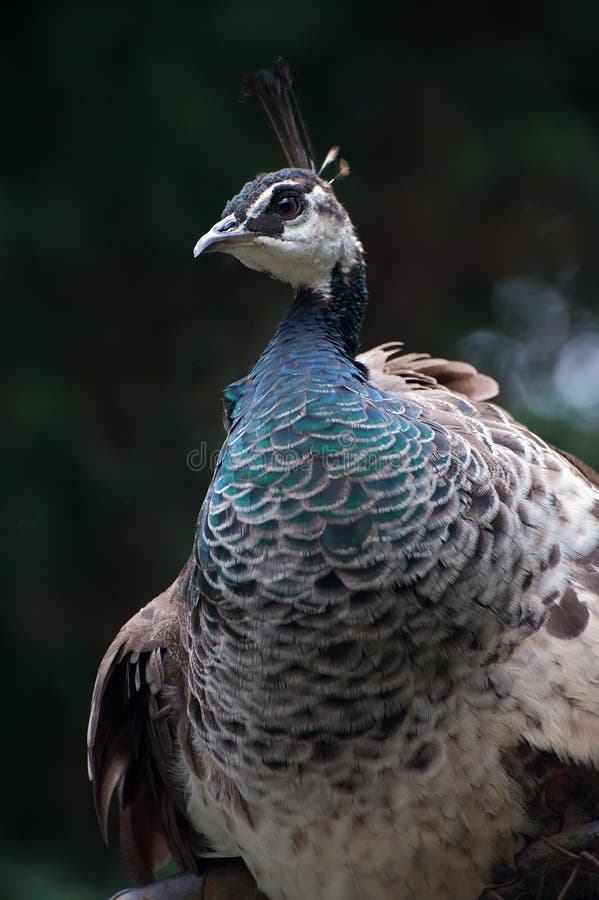 Indian Peafowl stock image. Image of indian, iridescent - 14212853