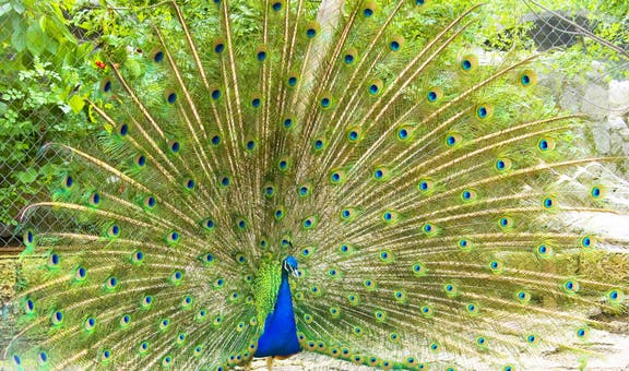 Peafowl Lives Stock Photos - Free & Royalty-Free Stock Photos from ...