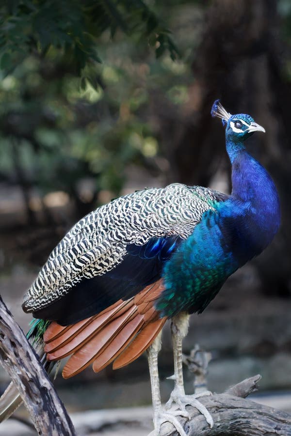 Indian Peafowl stock photo. Image of neck, animal, view - 28347072