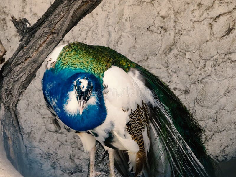 The Indian Peafowl, Also Known As the Common Peafowl, and Blue Peafowl ...