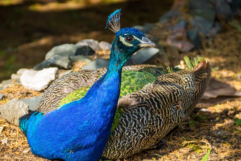 Indian Peafowl or Blue Peafowl Stock Image - Image of green, colourful ...