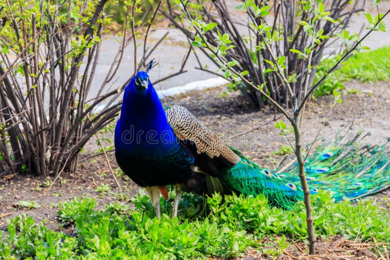 Indian Peafowl or Blue Peafow Stock Photo - Image of pavo, grass: 225705912