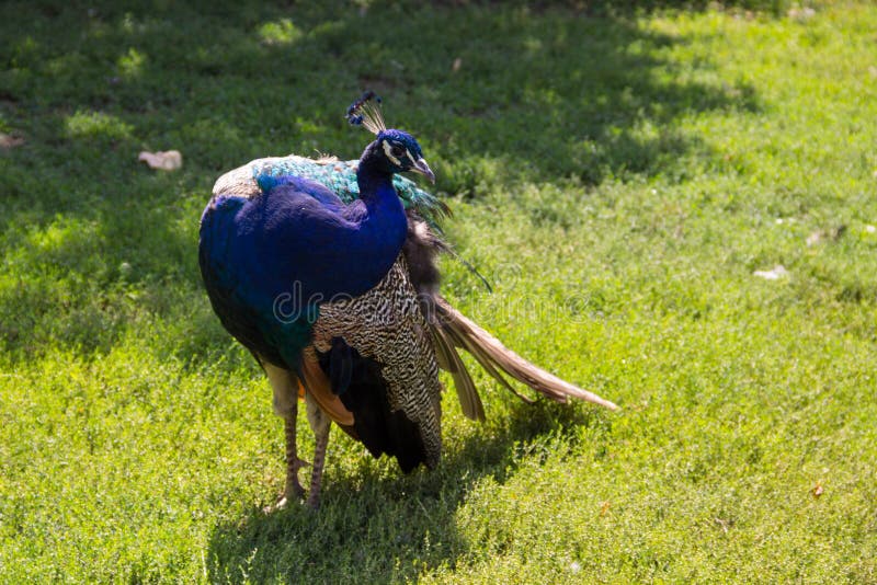 Indian Peafowl or Blue Peafowl Stock Image - Image of peacock, park ...